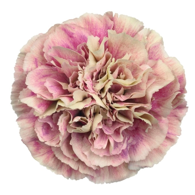 Specialty Carnations – Southern Highlands Flower Farm