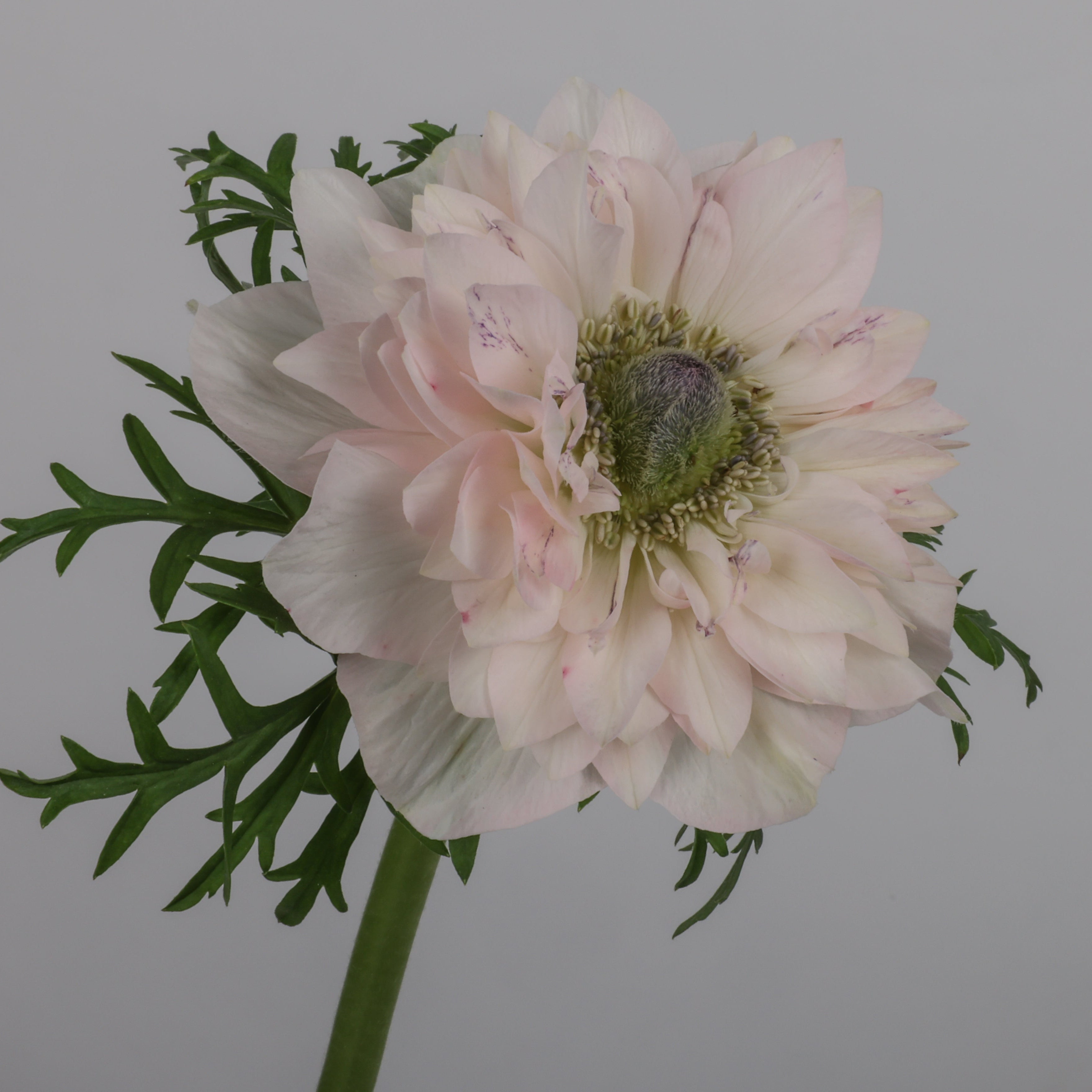 Plants – Southern Highlands Flower Farm