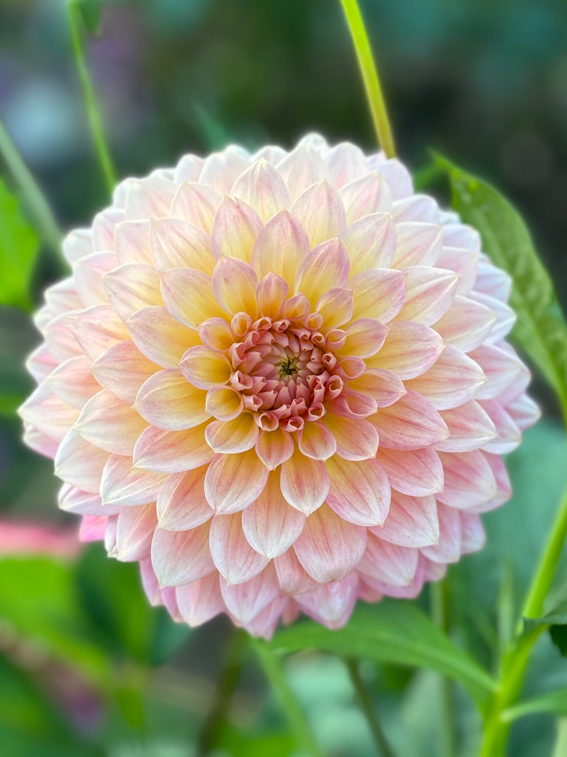 Dahlia Tubers – Southern Highlands Flower Farm