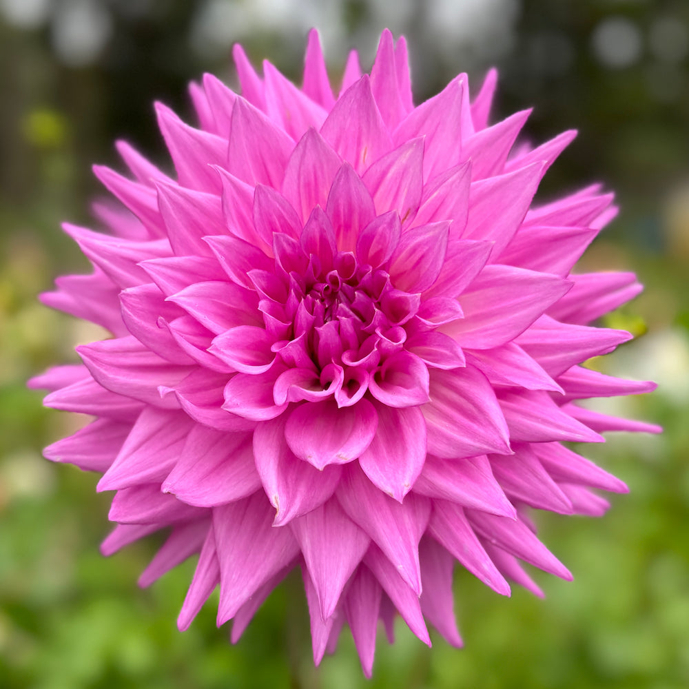 Dahlia Tubers – Southern Highlands Flower Farm