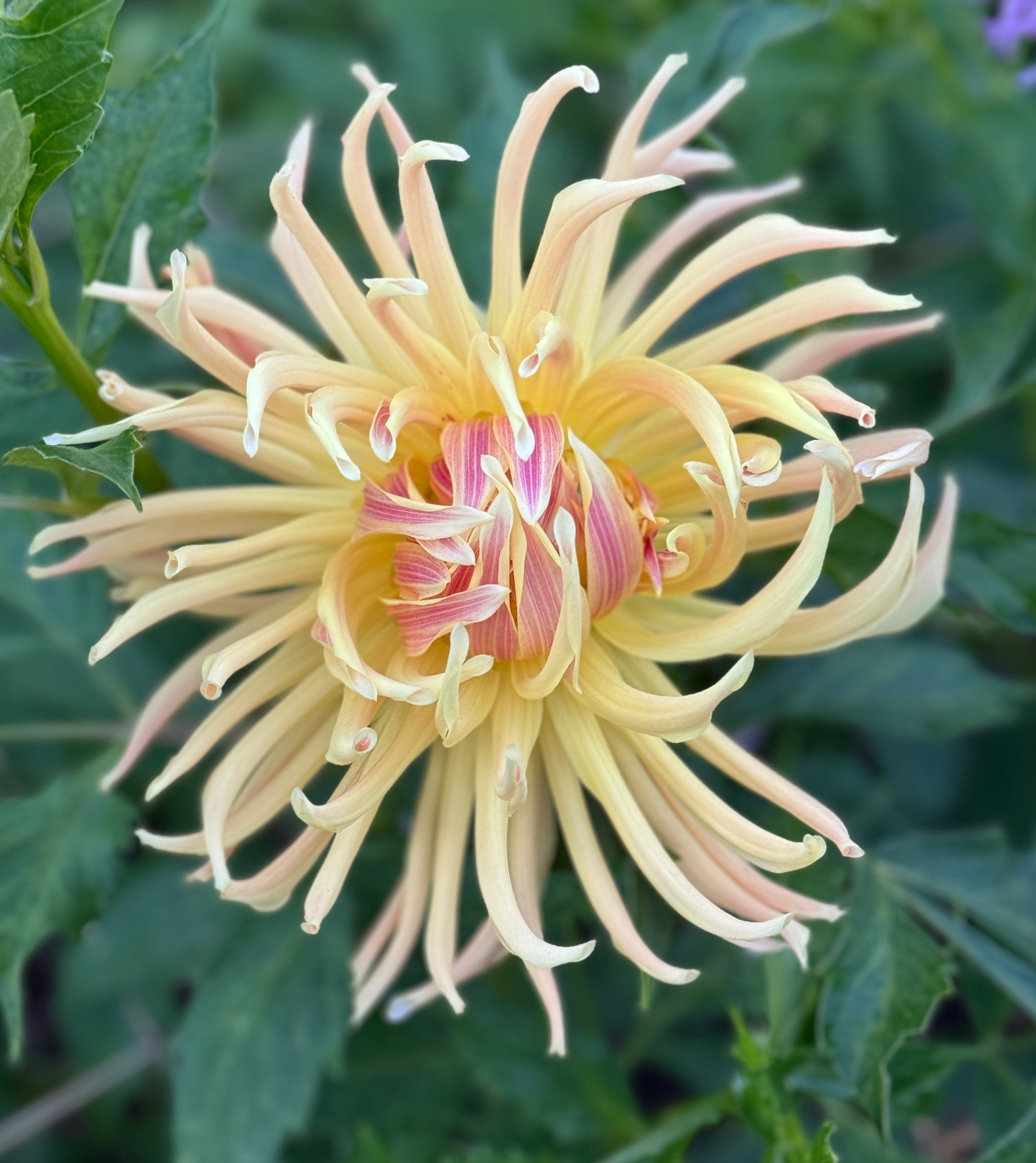Dahlias – Southern Highlands Flower Farm