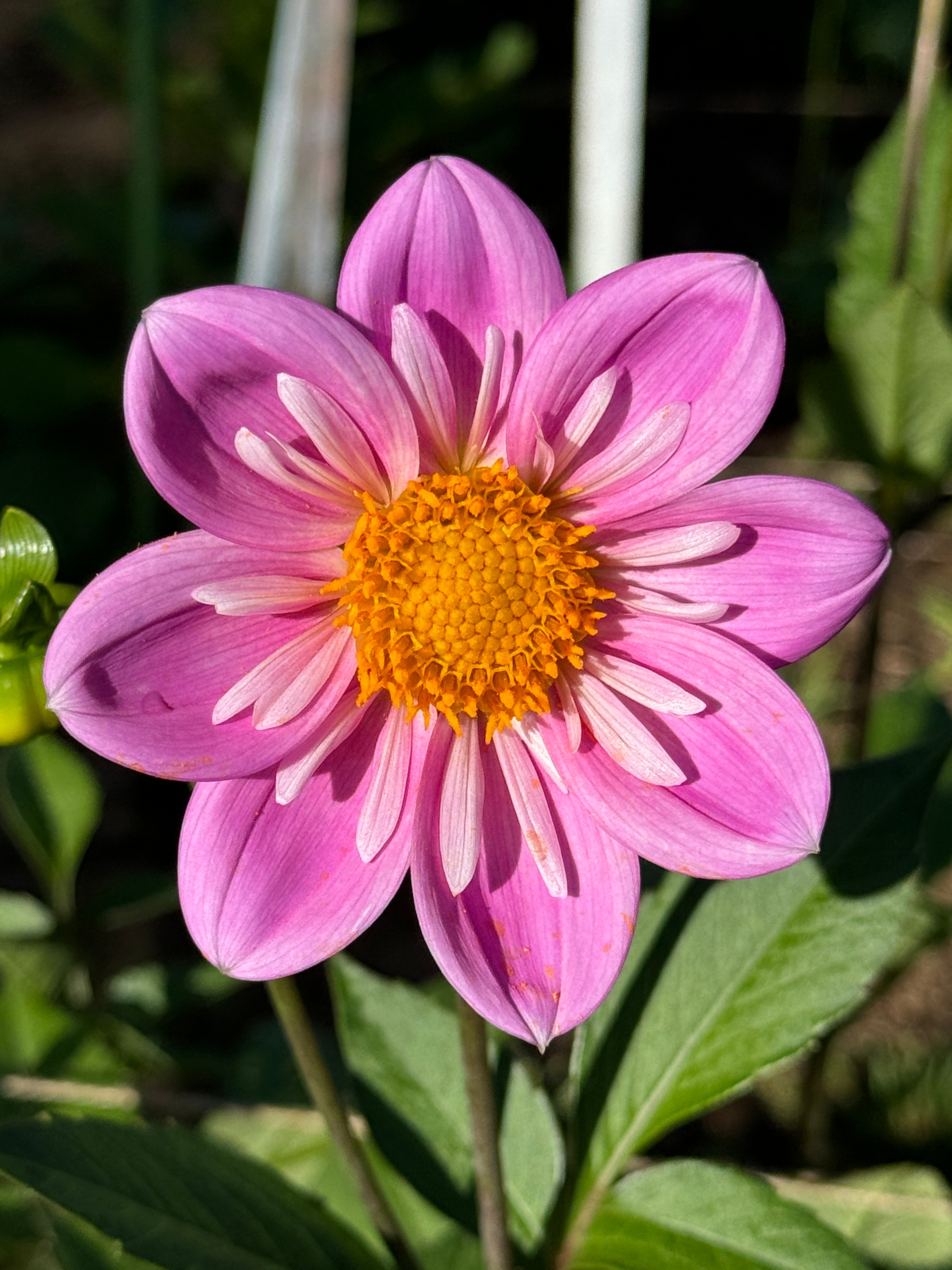 Dahlias - Collarette – Southern Highlands Flower Farm