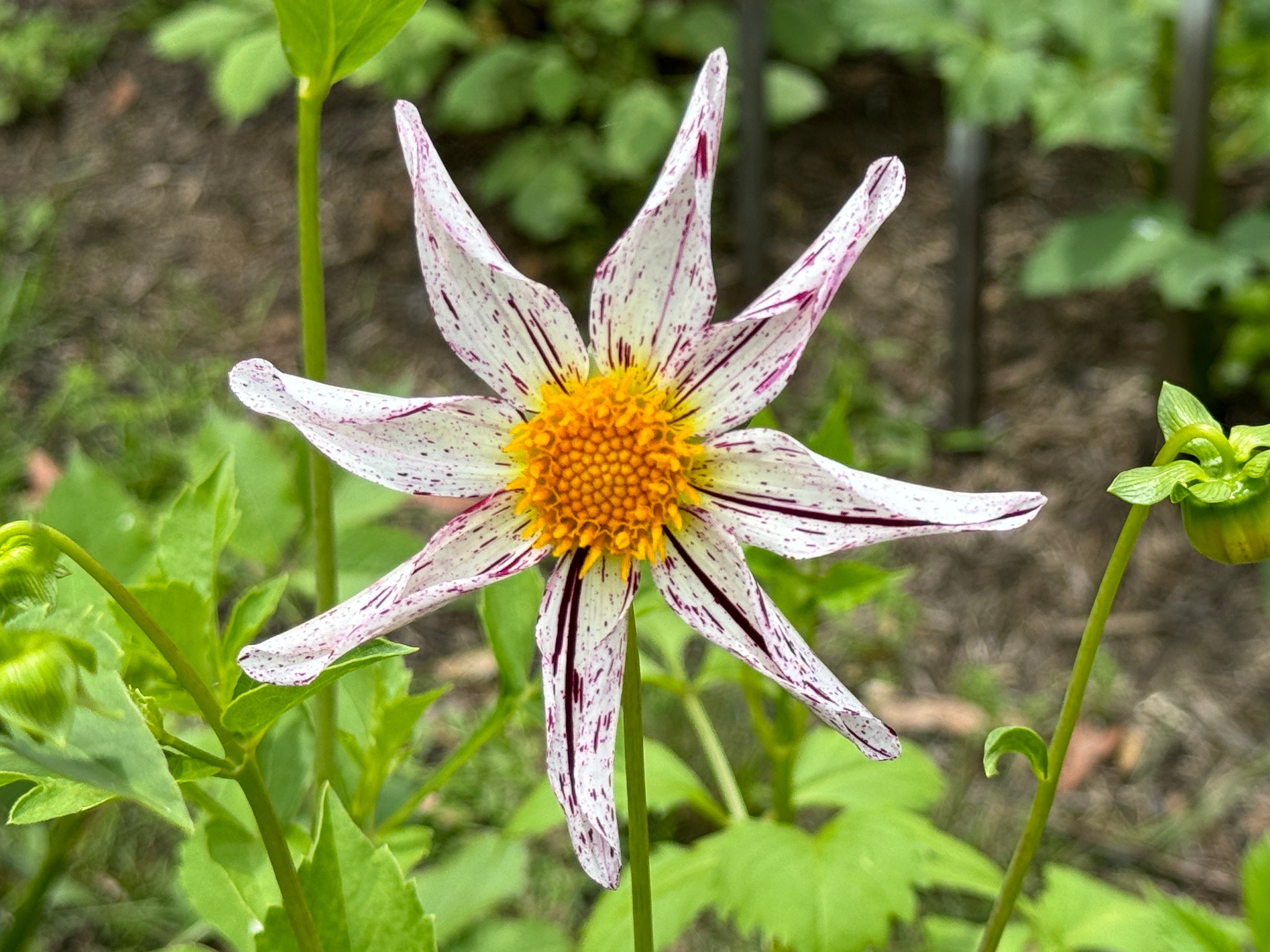 Dahlias - Orchid – Southern Highlands Flower Farm