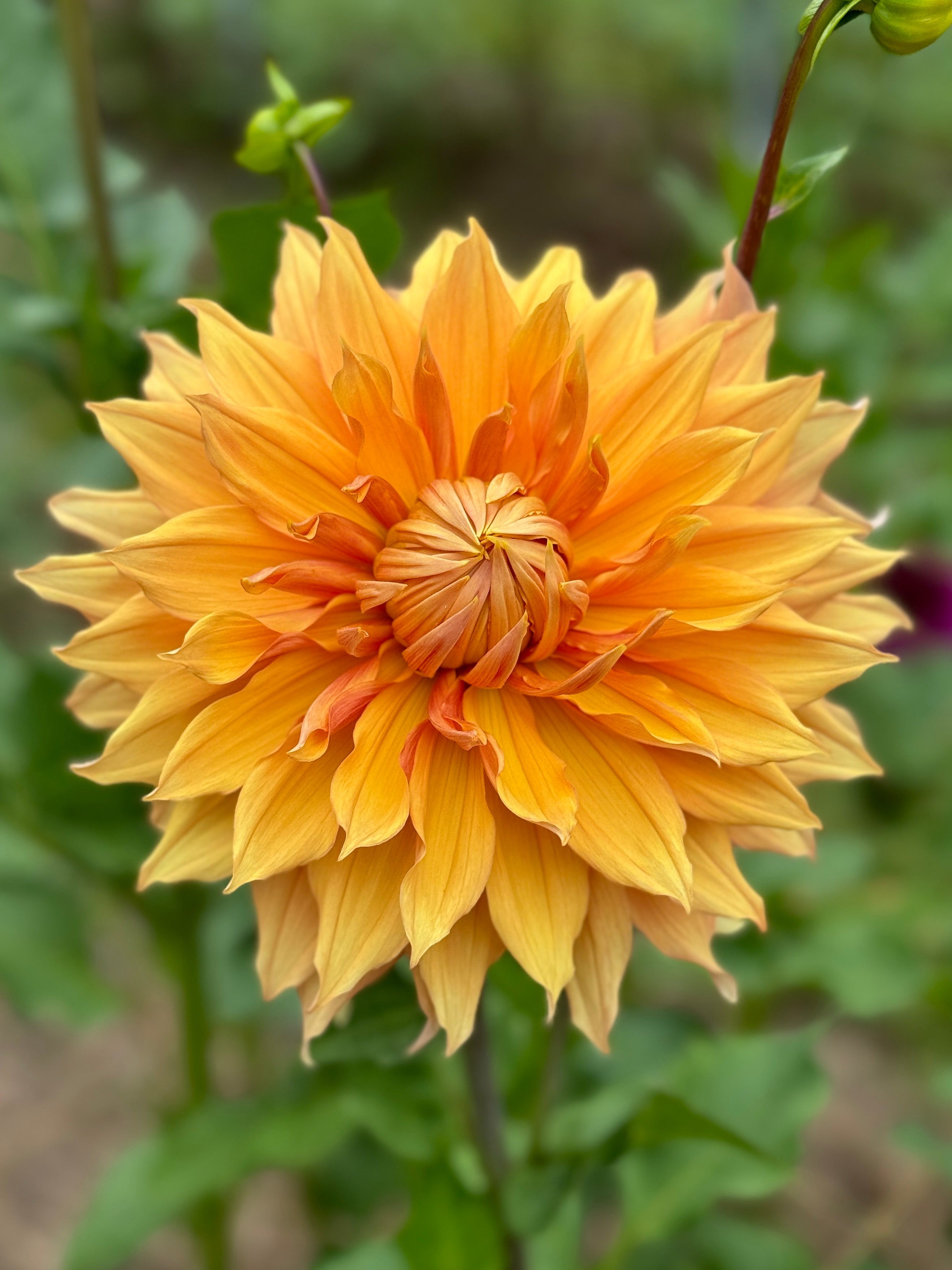 Dahlias – Southern Highlands Flower Farm