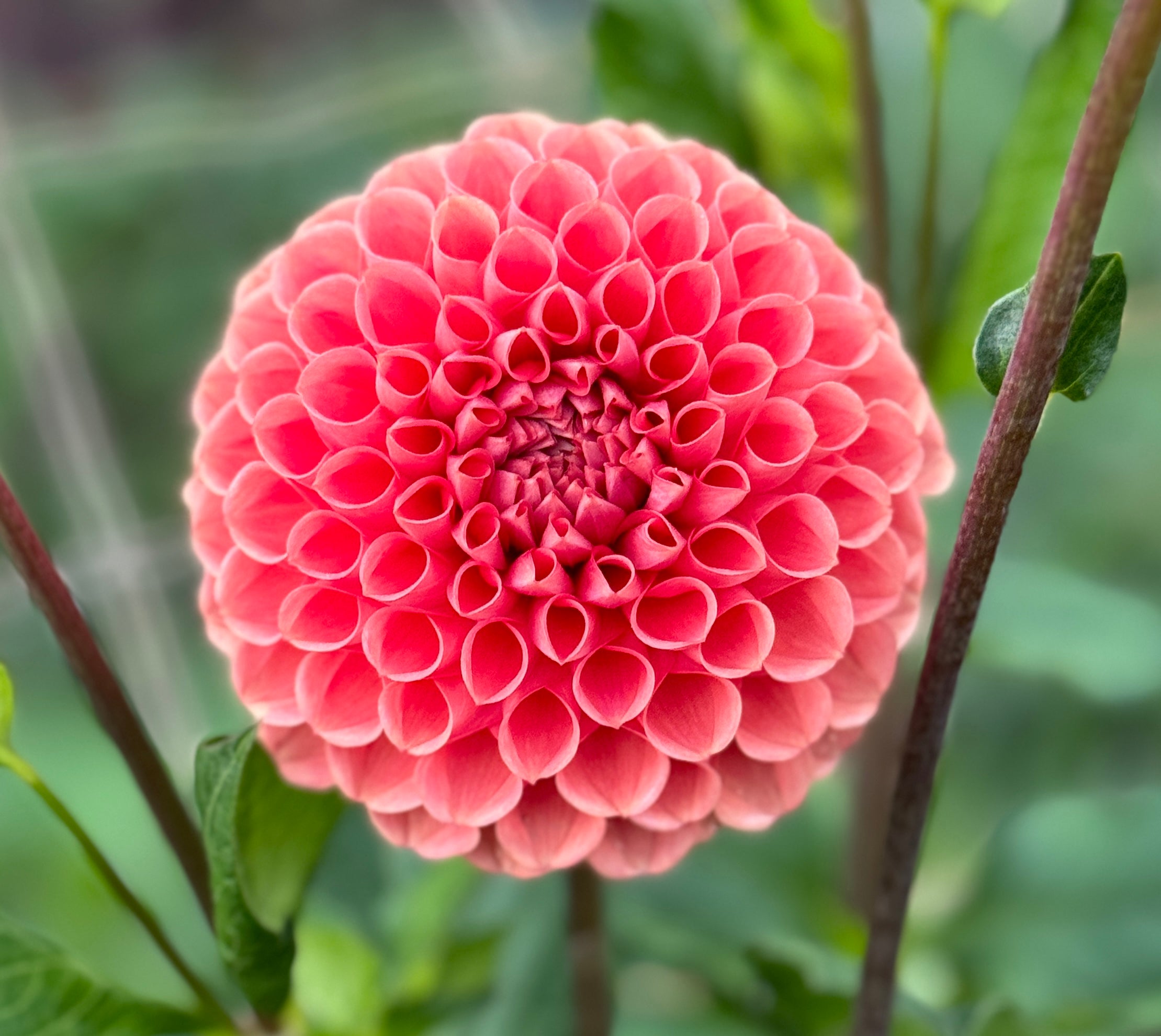 Dahlia Tubers – Southern Highlands Flower Farm