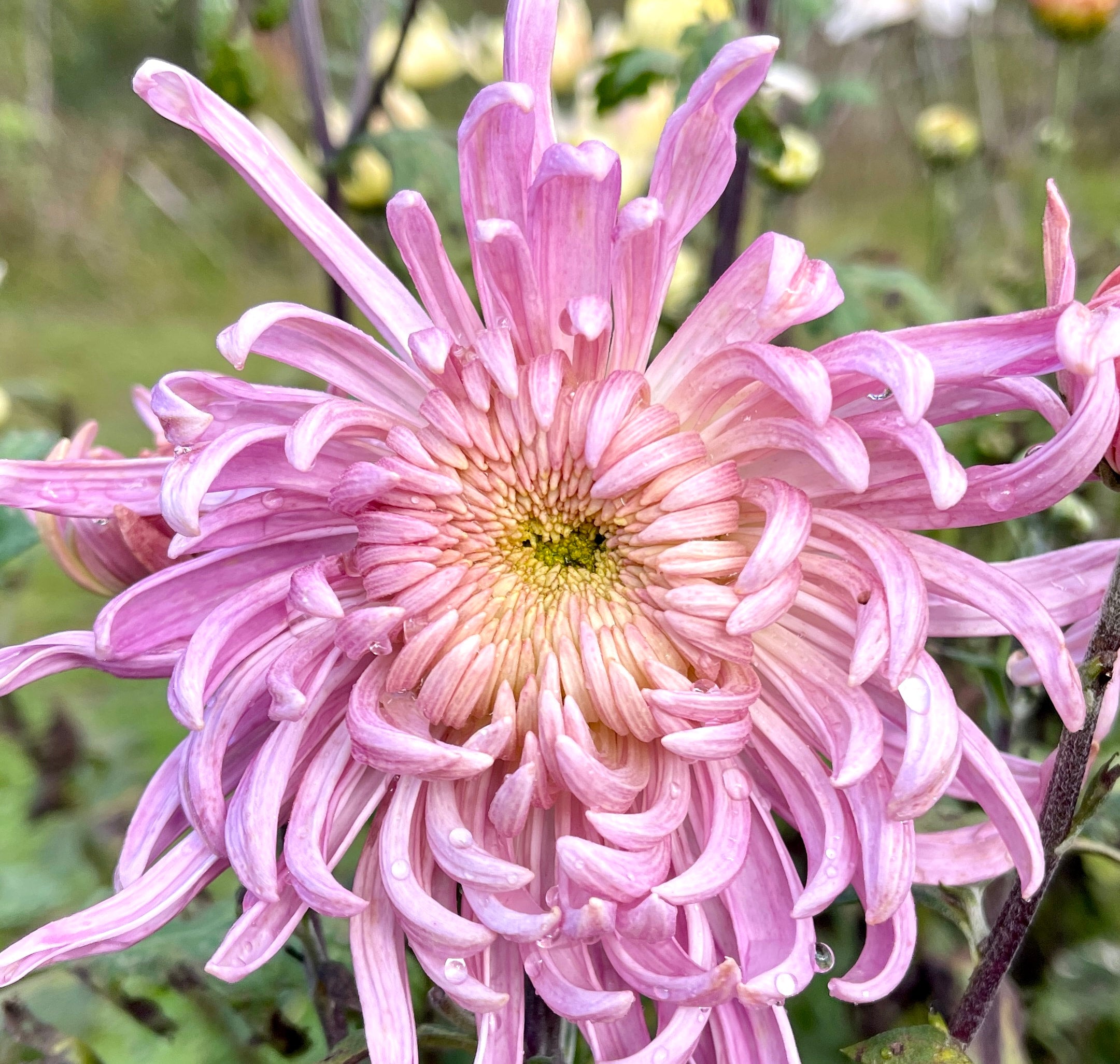 Plants – Southern Highlands Flower Farm