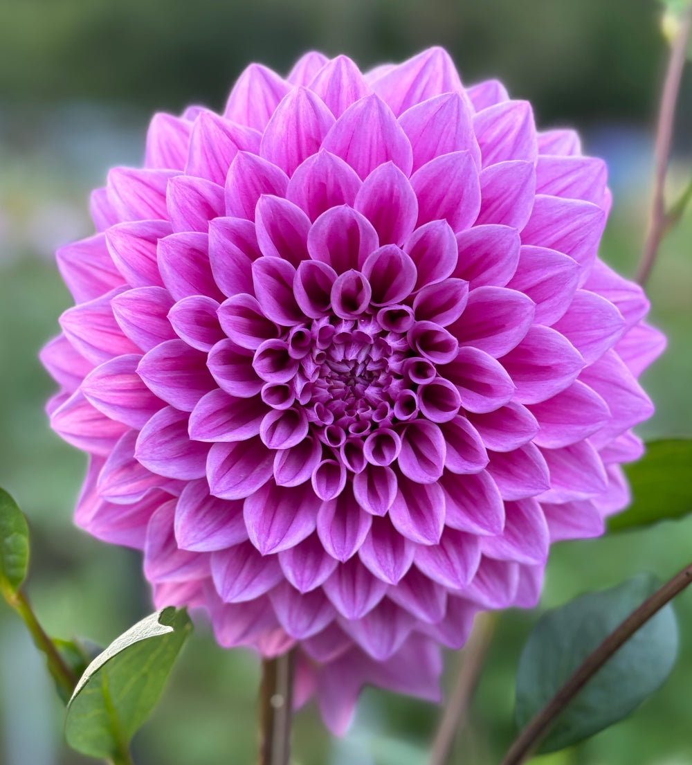 Dahlias – Southern Highlands Flower Farm