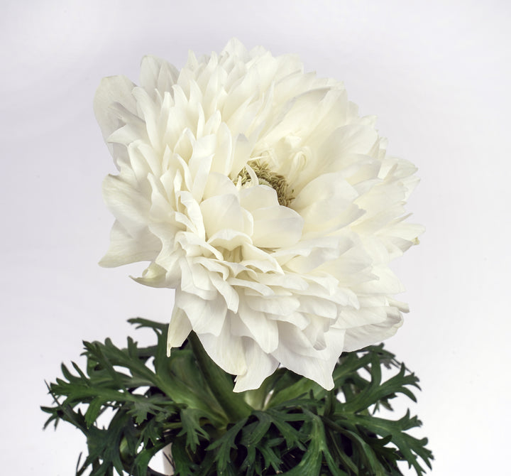 Plants – Southern Highlands Flower Farm
