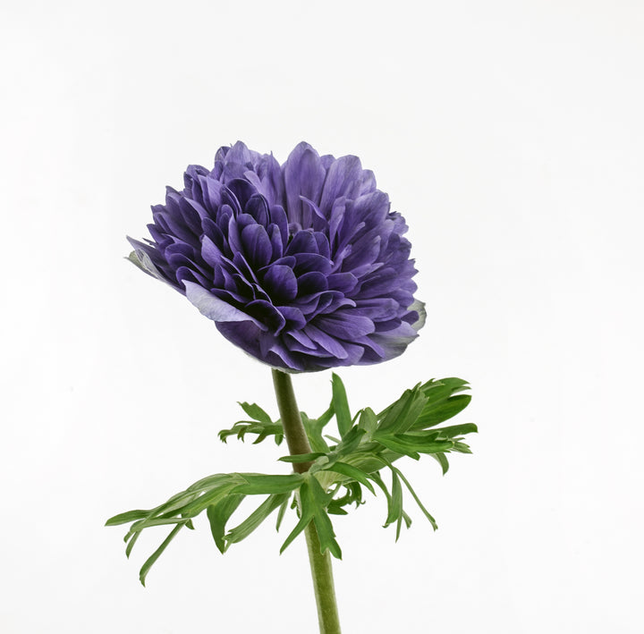 Plants – Southern Highlands Flower Farm