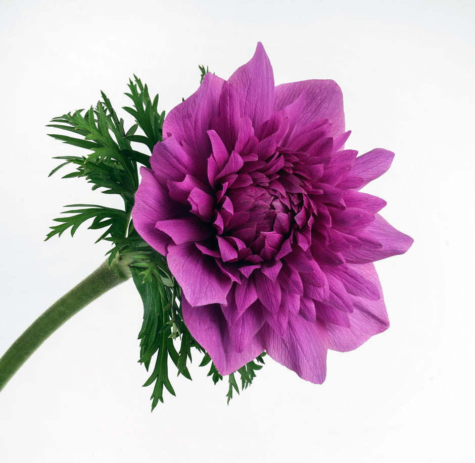 Italian Anemone Seeds – Southern Highlands Flower Farm