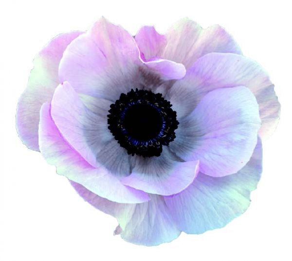 Italian Anemone 'Mistral Plus Rarity' - 25 SEEDS – Southern Highlands ...