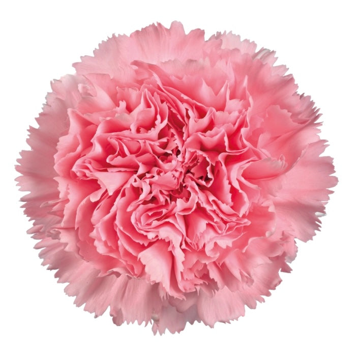 Specialty Carnations – Southern Highlands Flower Farm