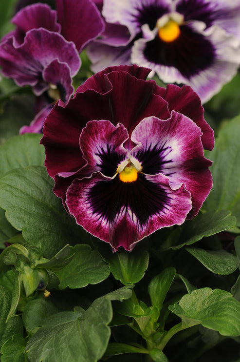 Pansy 'Frizzle Sizzle Raspberry' - 25 SEEDS – Southern Highlands Flower ...