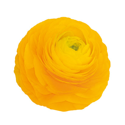 Italian Ranunculus 'Elegance Giallo 54-09' - SEEDLING – Southern ...
