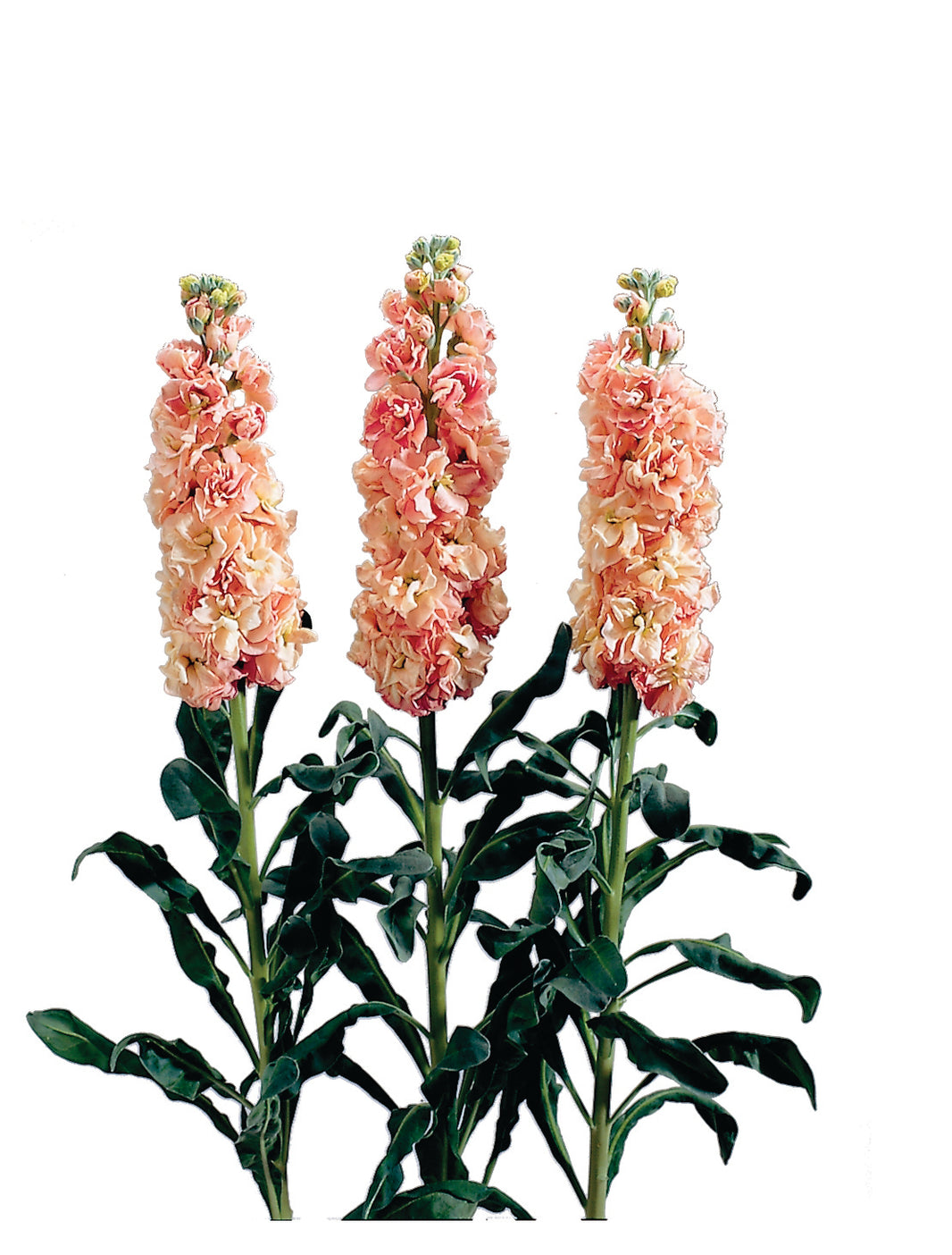 Iron Stock Seeds – Southern Highlands Flower Farm