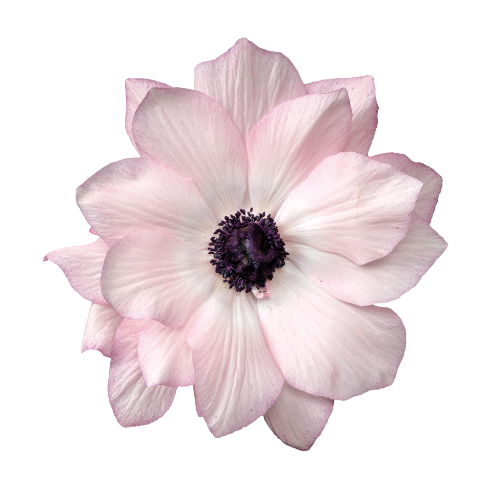 Italian Anemone 'Mistral Edge Rosa' - 25 SEEDS – Southern Highlands ...