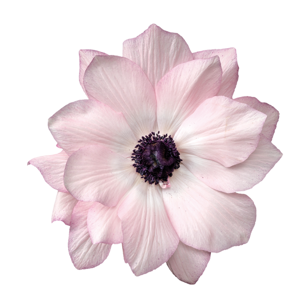 Italian Anemone 'Mistral Edge Rosa' - 25 SEEDS – Southern Highlands ...