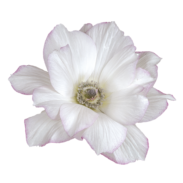 Italian Anemone 'Mistral Edge' - 25 SEEDS – Southern Highlands Flower Farm