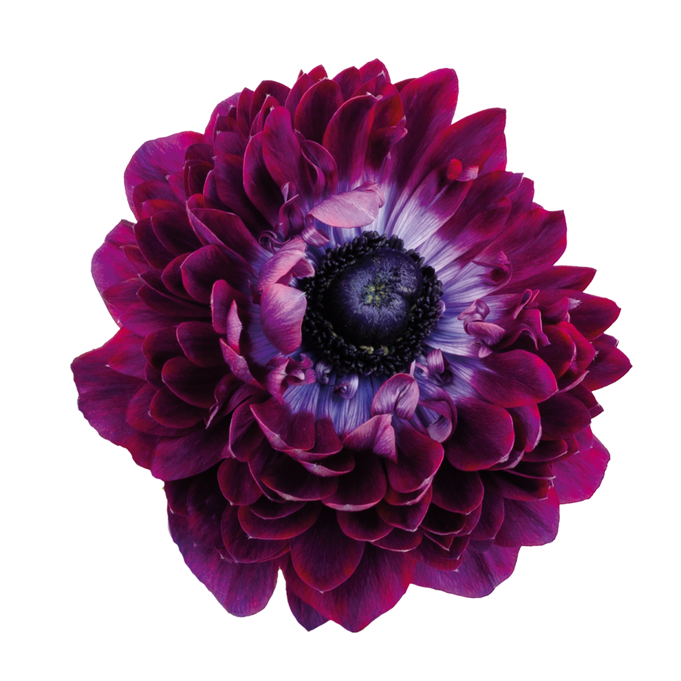 Italian Anemone 'Levante Rosa' - 25 SEEDS – Southern Highlands Flower Farm