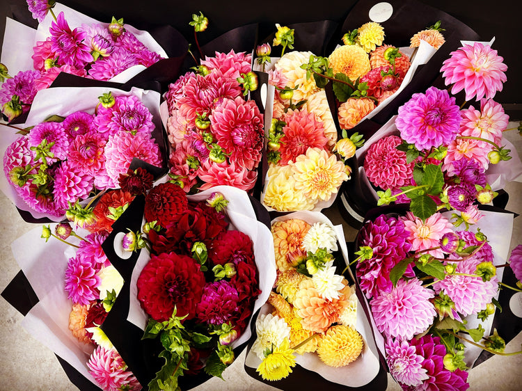 Local Flowers – Southern Highlands Flower Farm