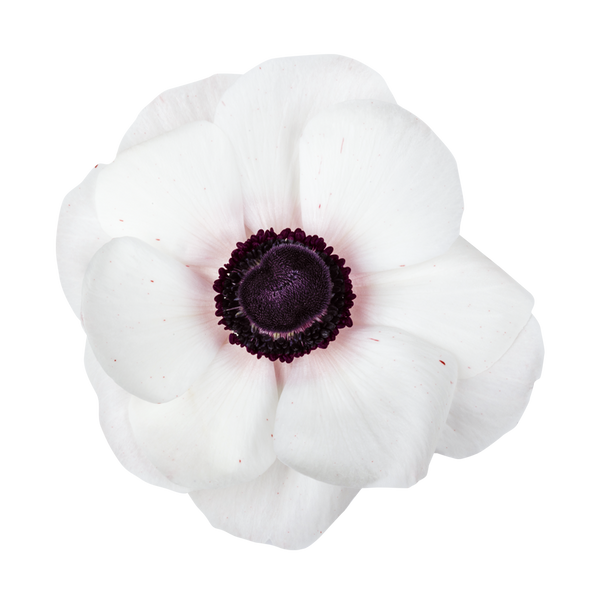 Italian Anemone 'Mistral Plus Panda' - 25 SEEDS – Southern Highlands ...