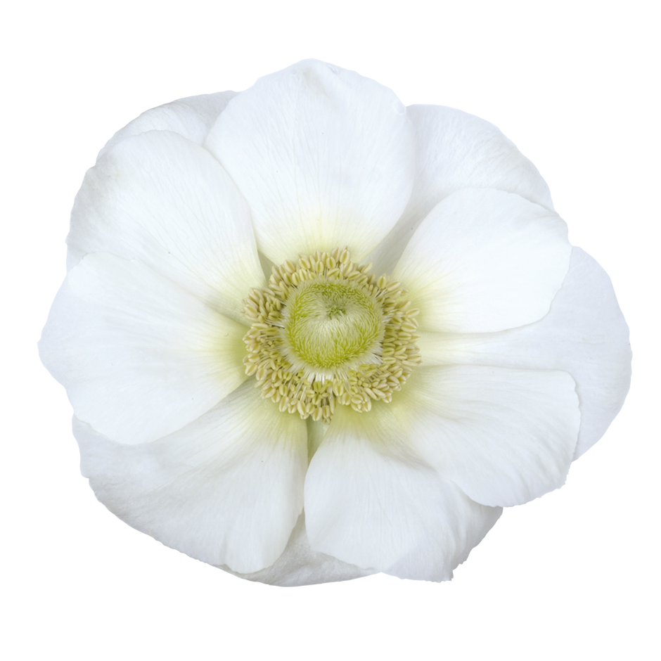 Italian Anemone Seeds – Southern Highlands Flower Farm