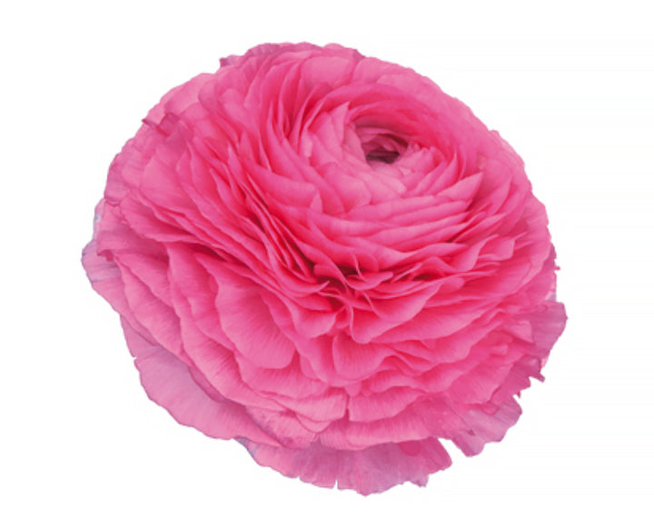 Ranunculus Corms – Southern Highlands Flower Farm