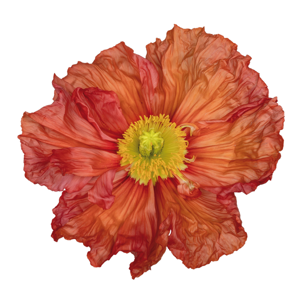 Italian Poppy 'Colibri Chiaro Intenso Salmonato' - 25 SEEDS – Southern ...