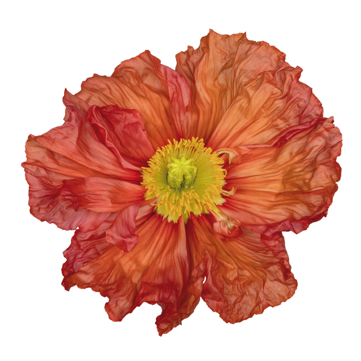Italian Poppy 'Colibri Chiaro Intenso Salmonato' - 25 SEEDS – Southern ...