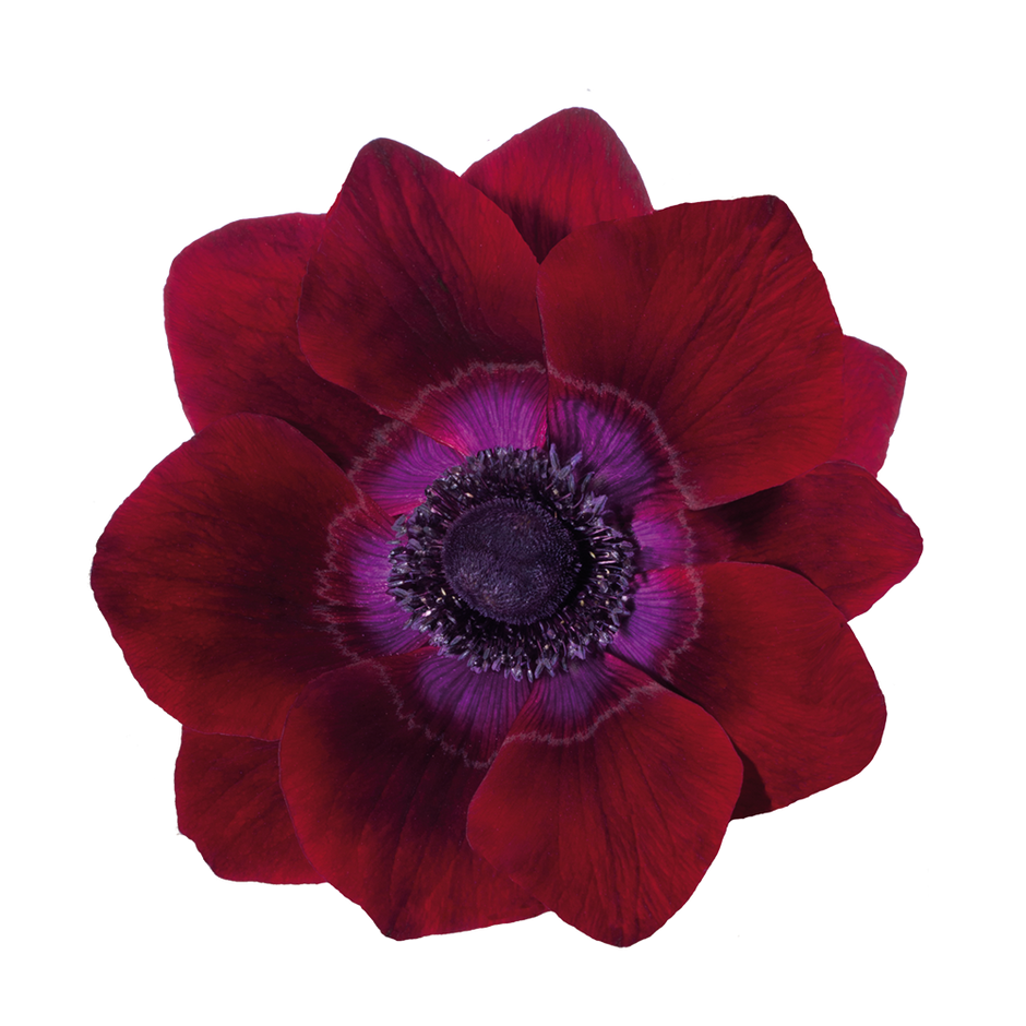 Italian Anemone Seeds – Southern Highlands Flower Farm