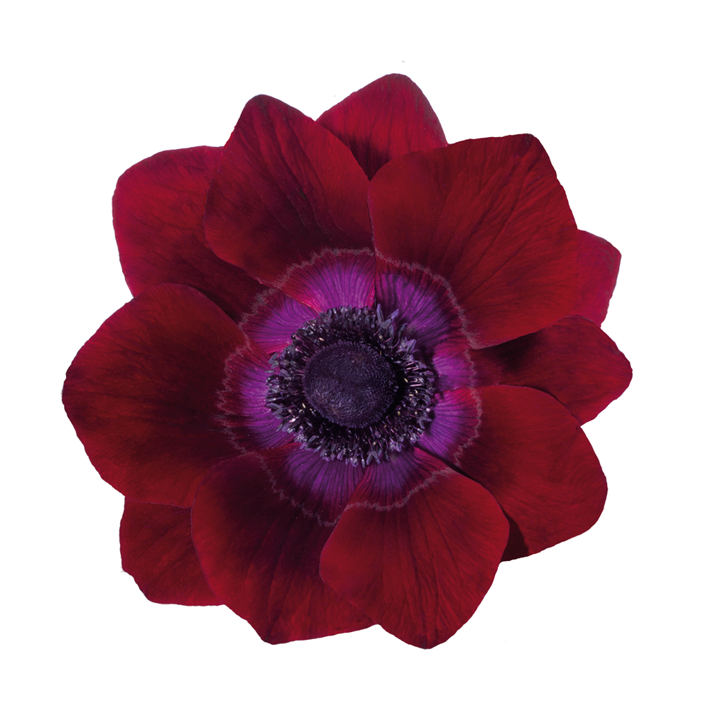 Italian Anemone 'Mistral Bordeaux' - 25 SEEDS – Southern Highlands ...