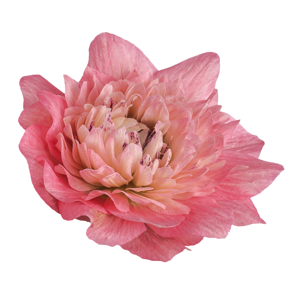 Italian Anemone 'Levante Rosa' - SEEDLING – Southern Highlands Flower Farm