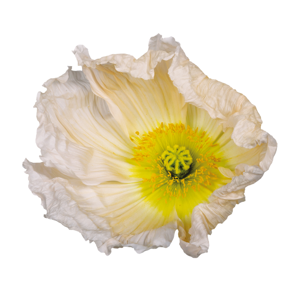 Italian Poppy 'Colibri Chiaro Intenso Salmonato' - 25 SEEDS – Southern ...