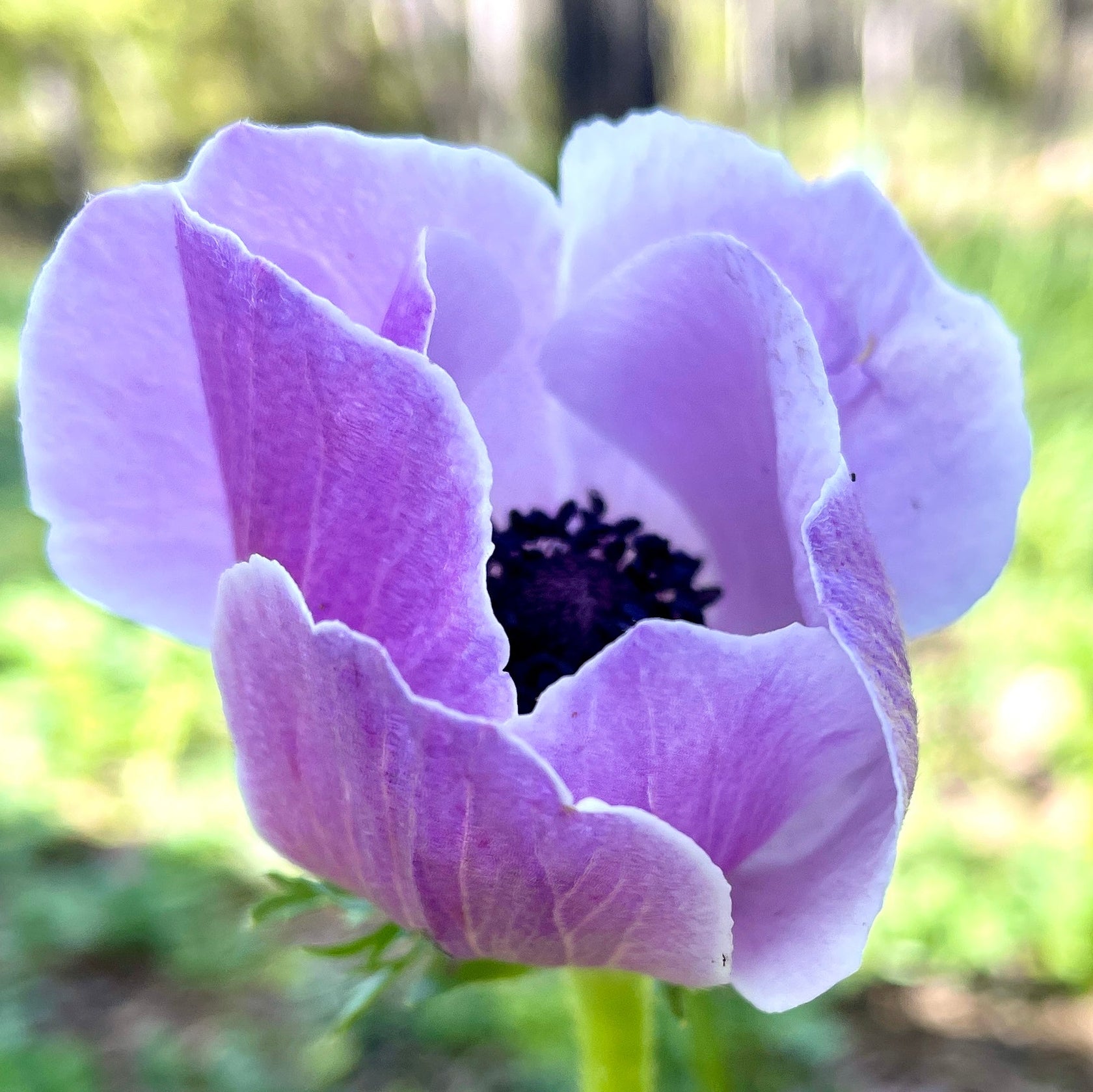 Italian Anemone 'Mistral' Mix - 5 CORMS – Southern Highlands Flower Farm