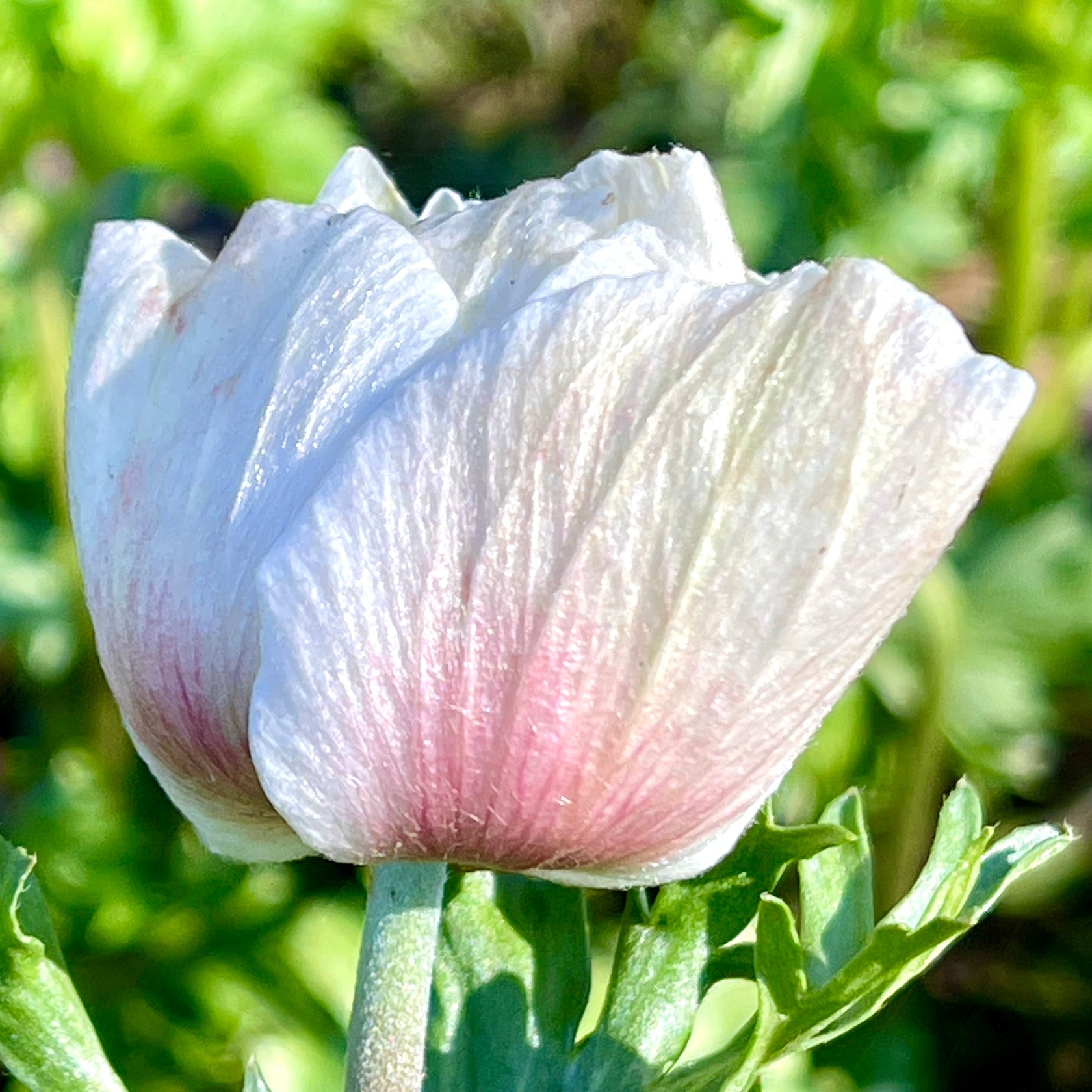 Italian Anemone 'Mistral' Mix - 5 CORMS – Southern Highlands Flower Farm