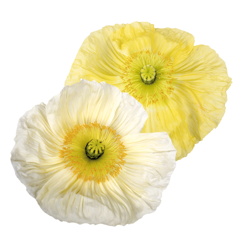Italian Poppy 'Colibri Chiaro Intenso Salmonato' - 25 SEEDS – Southern ...