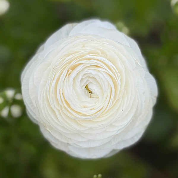 Italian Ranunculus 'Bianco 59-99' - 5 CORMS – Southern Highlands Flower ...