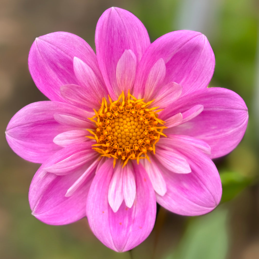 Dahlias - Collarette – Southern Highlands Flower Farm