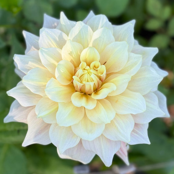 Breakout – Southern Highlands Flower Farm
