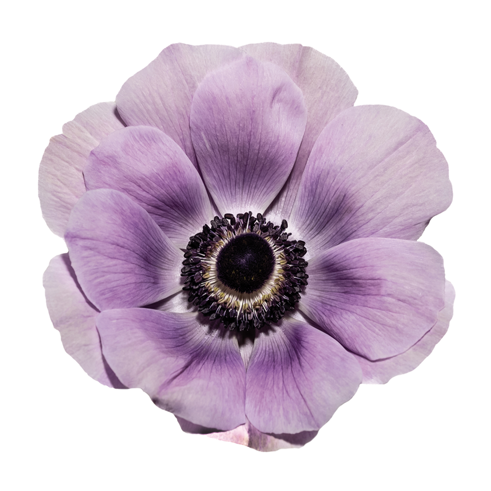 Italian Anemone 'Mistral Plus Milka' – Southern Highlands Flower Farm