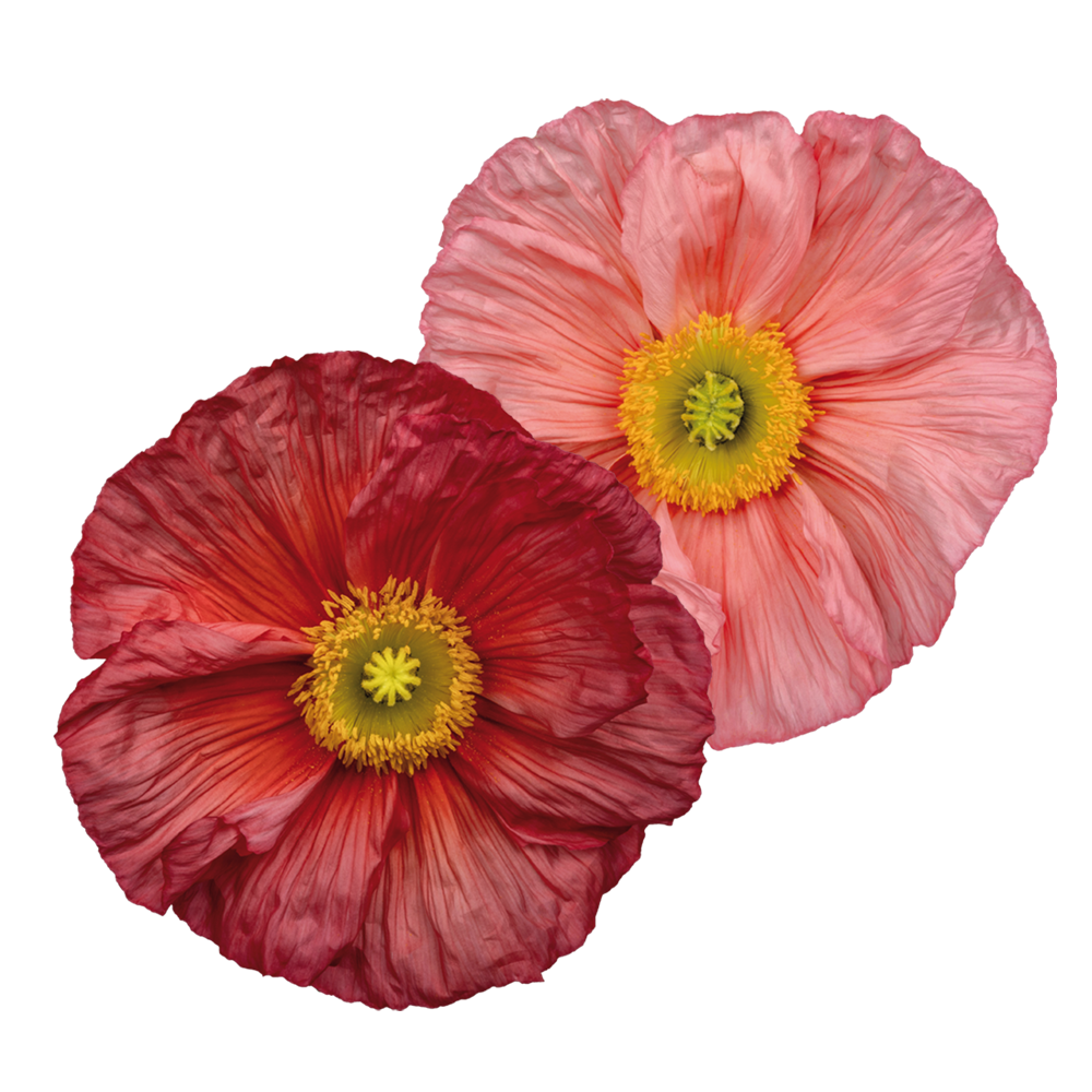 Italian Poppy 'Colibri Chiaro Intenso Salmonato' - 25 SEEDS – Southern ...