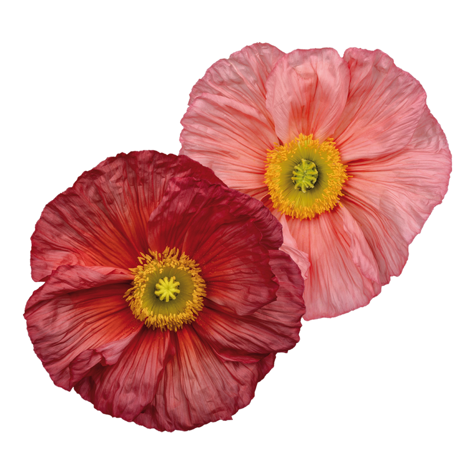 Italian Poppy Seeds – Southern Highlands Flower Farm