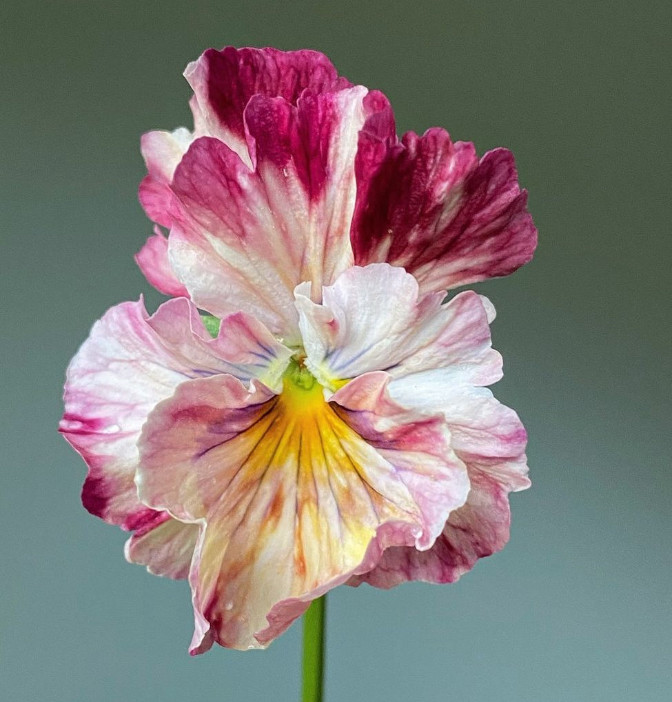 Italian Pansy 'Chianti Mixed' - 25 SEEDS – Southern Highlands Flower Farm