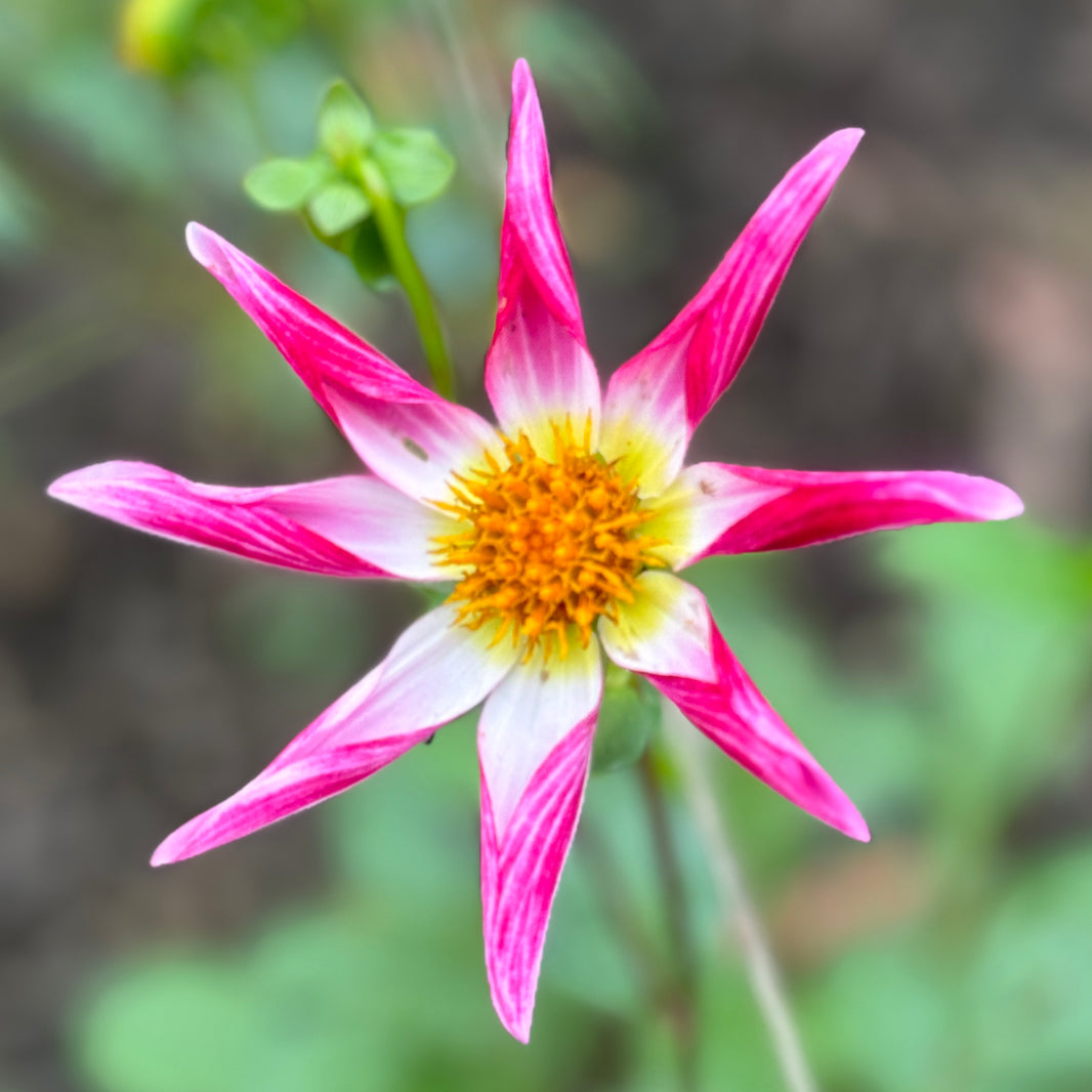 Dahlias - Orchid – Southern Highlands Flower Farm