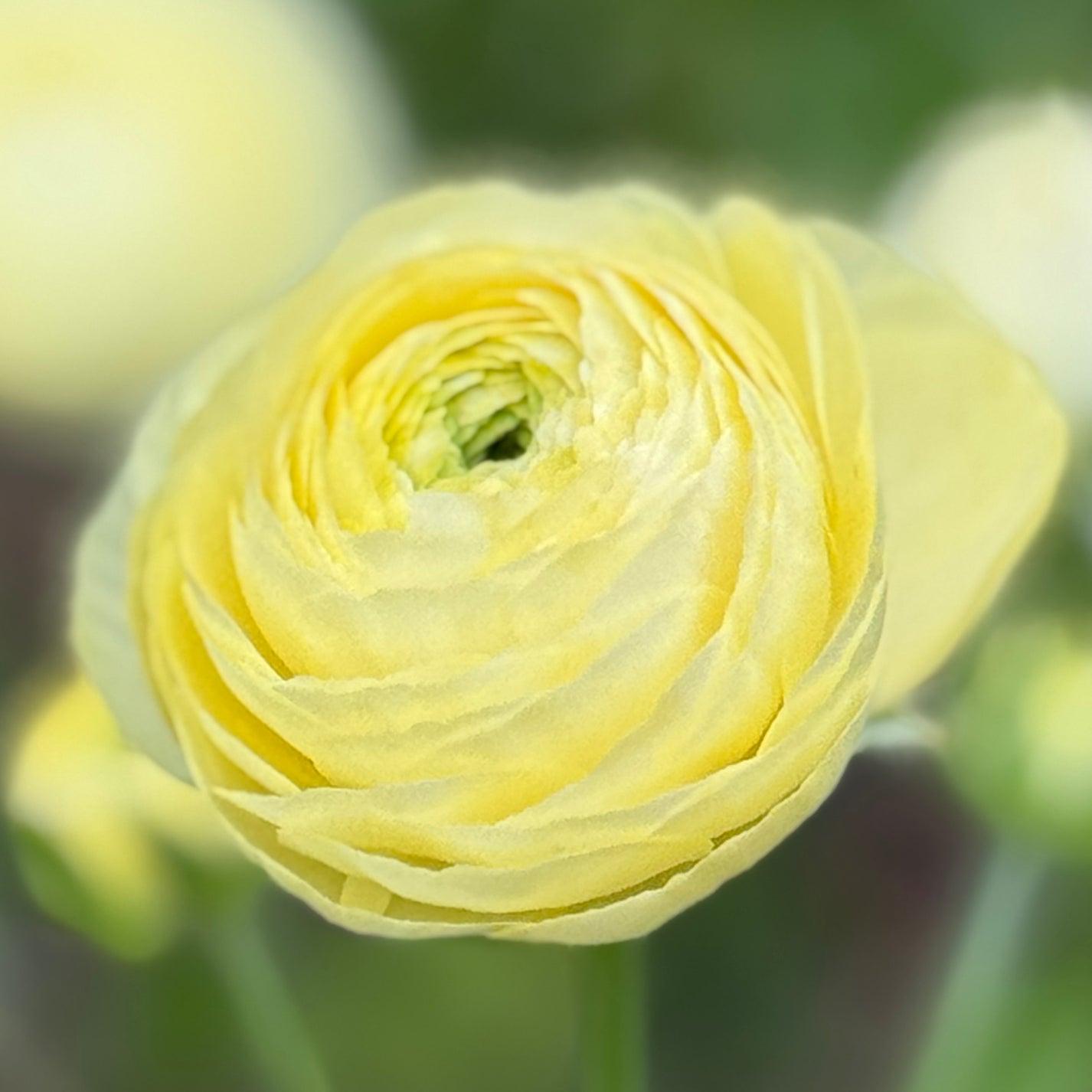 Italian Ranunculus 'Crema 43-99' - 5 CORMS – Southern Highlands Flower Farm
