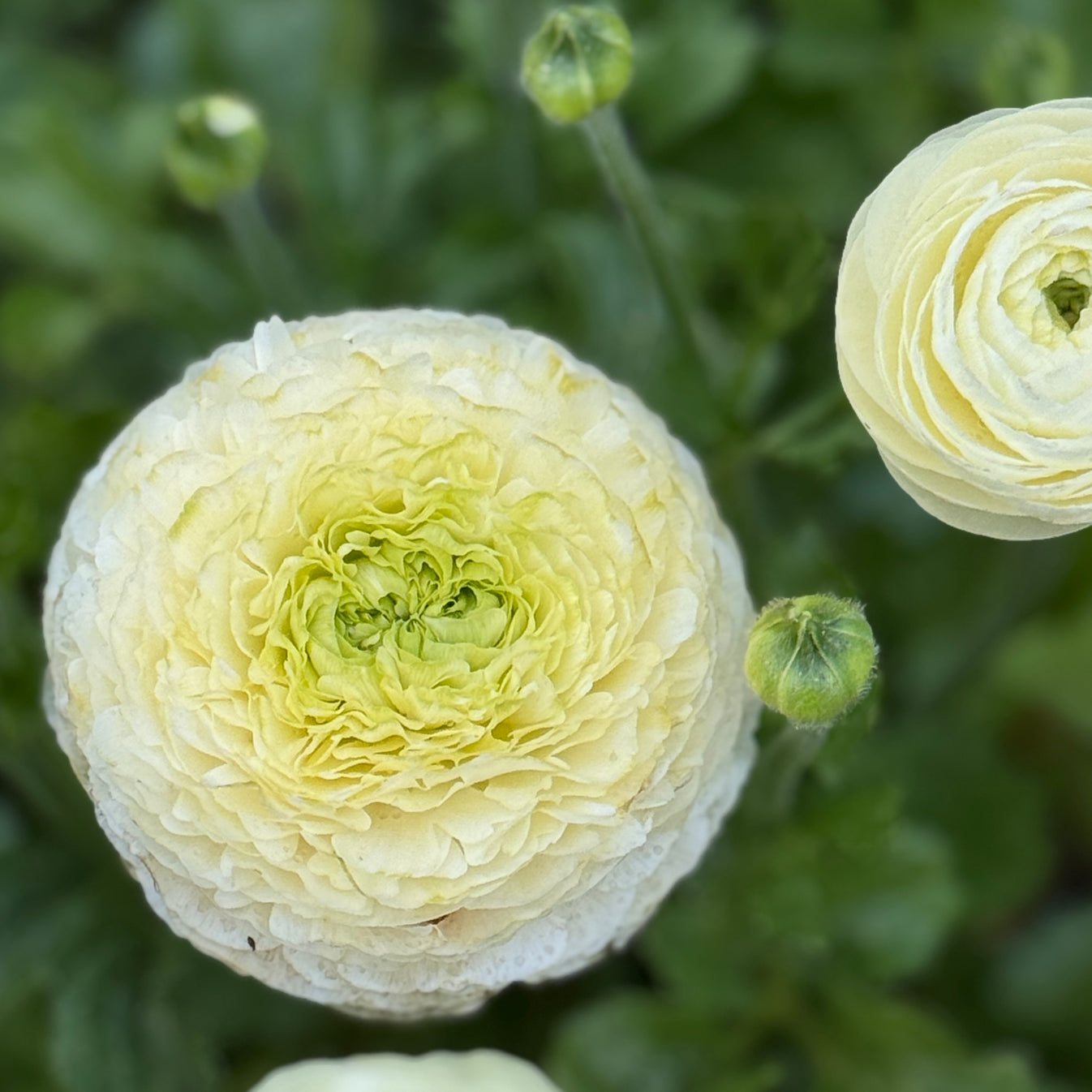 Italian Ranunculus 'Crema 43-99' - 5 CORMS – Southern Highlands Flower Farm
