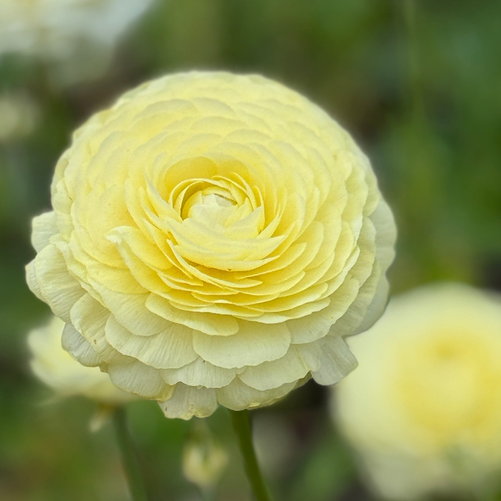 Italian Ranunculus 'Crema 43-99' - 5 CORMS – Southern Highlands Flower Farm