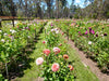 Farm Experiences – Southern Highlands Flower Farm