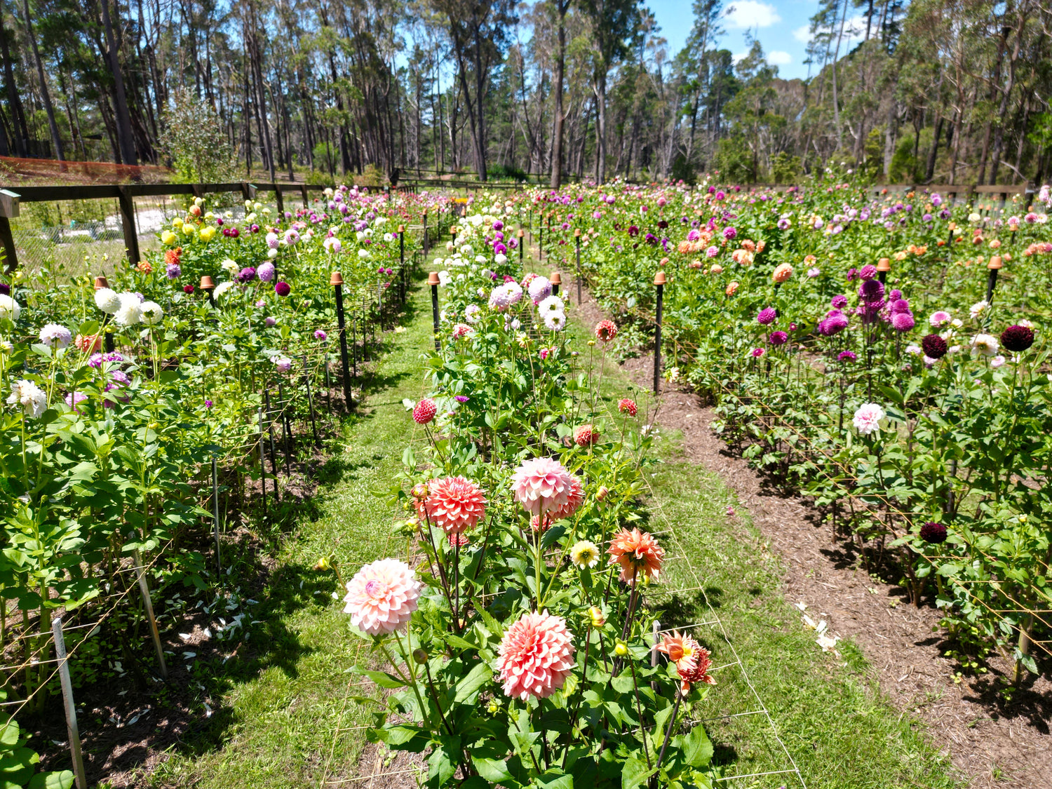 Farm Experiences – Southern Highlands Flower Farm
