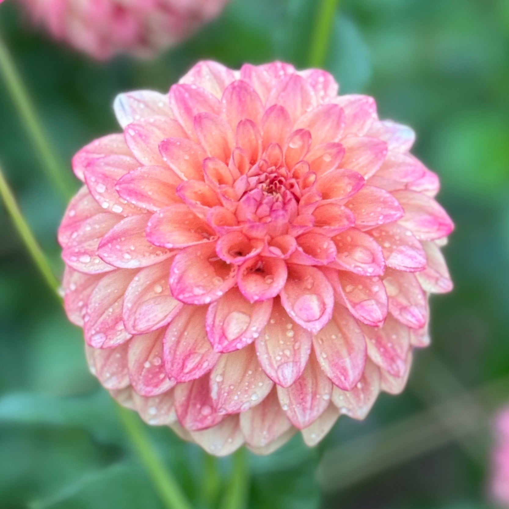 Darbro Highland – Southern Highlands Flower Farm